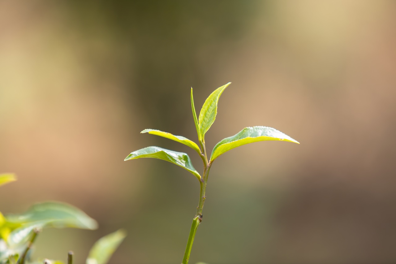 Parami Green Mountain - Discovery